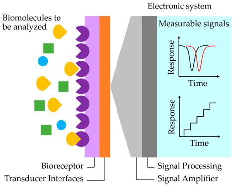 Schematic Illustration Of A Typical Biosensor System Download Scientific Diagram