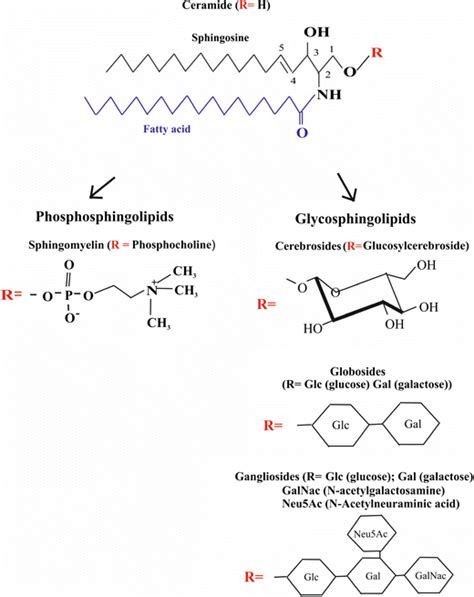 Chemical Structure And Representatives Of The Two Main Classes Of Download Scientific Diagram