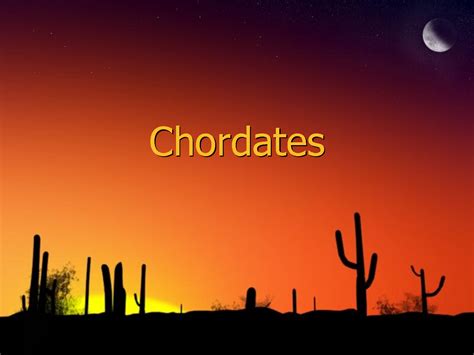 Difference Between Vertebrates And Chordates