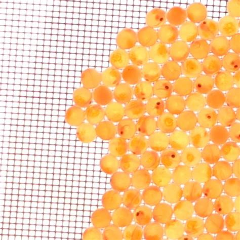Trout Eggs Instance Segmentation Dataset By Trout Egg Phenotyping