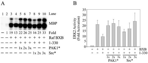 Expression Of Constitutively Active Pak1 Or Constitutively Active Src