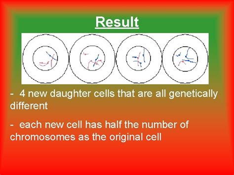 Meiosis The Production Of Sex Cells How Many