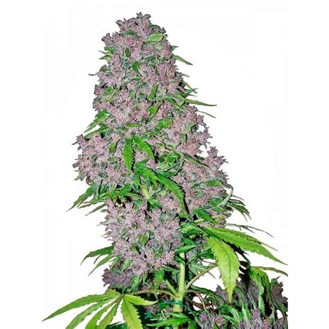Купить Семена конопли сорта Sex Bud Fem⭐️ недорого в Украине Киеве