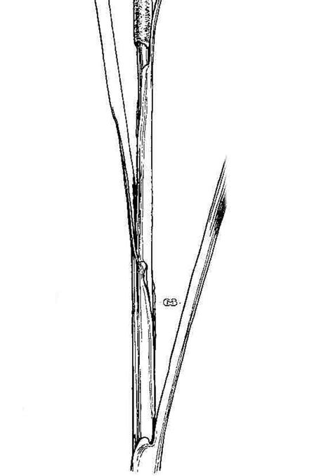 Typha Latifolia Broad Leaved Cat Tail Go Botany