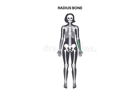 Radius Bone Anatomy Stock Vector Illustration Of Skeleton 308329555