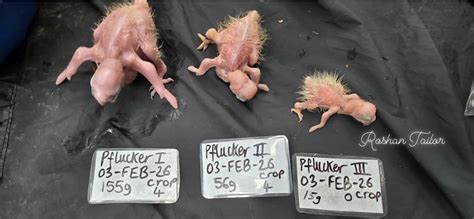 The Macaw Society Join Us To Celebrate Our First Macaw Chick Of The