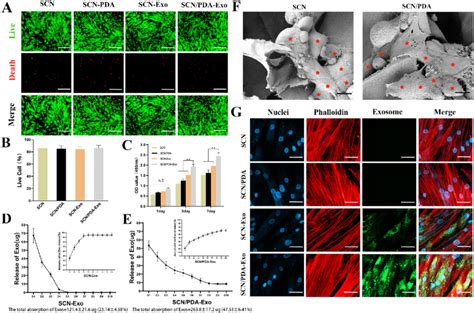 Coculture Of Functionalized Scaffolds Loaded With Exos And Bmscs A Download Scientific