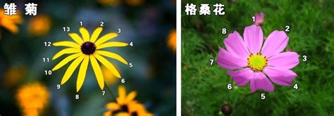 Java斐波那契数列斐波那契数列—自然界中无处不在的神奇之数 Csdn博客 Java斐波那契数列斐波那契数列—自然界中无处不在的神奇之数 Csdn博客