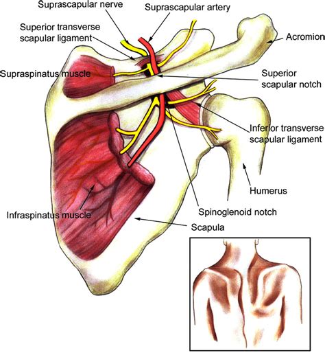 Suprascapular Nerve Anatomy Clinical Significance Bone And Spine The
