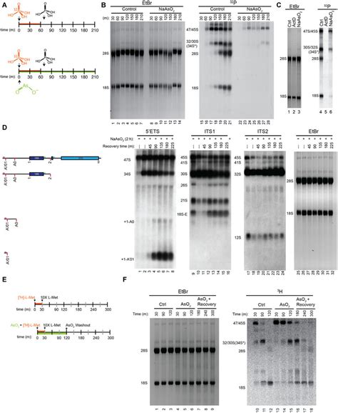 Stalled Rrna Processing Intermediates Are Utilized Following A Return