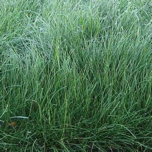 Creeping Red Fescue Grass Seeds Festuca Rubra Vermont Wildflower Farm