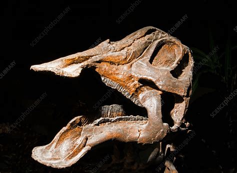 Hypacrosaurus Skeleton