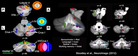 Composite Cerebellar Map Demonstrating Topology Of Sensorimotor And
