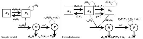 How Cultural Innovations Trigger The Emergence Of New Pathogens Pnas