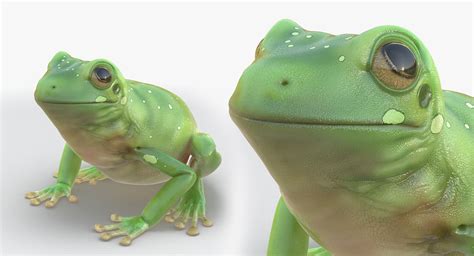 Frogs Rigged Collection 2 for Maya 3D Model $209 - .ma - Free3D