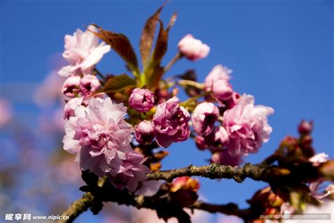 樱花摄影图 花草 生物世界 摄影图库 昵图网