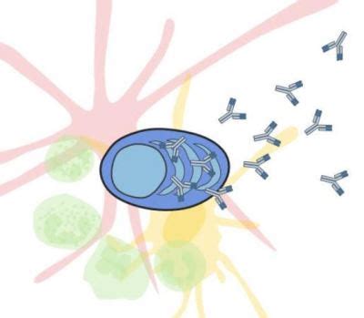 Plasma Cell Antibody
