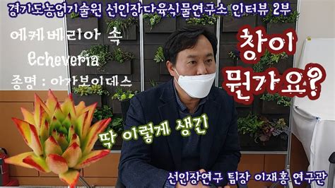 창 다육은 도대체 뭐예요 다육이 분갈이할 때 뿌리는 얼마나 어떻게 정리해요 선인장다육식물연구소 인터뷰 2부 Youtube