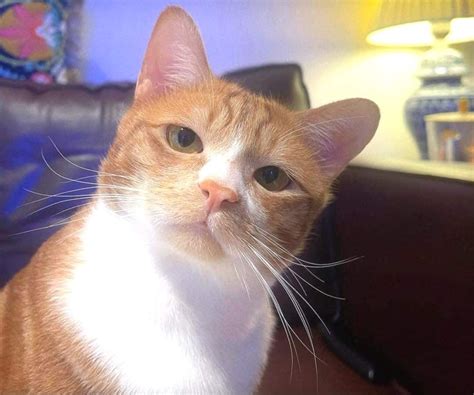 I Drew Chibi Lynette Rgenshinimpact