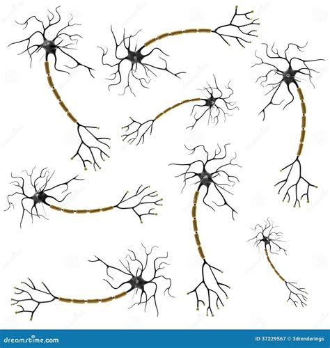 3d Render Of Neuron Stock Illustration Illustration Of System 37229567 3d Render Of Neuron Stock Illustration Illustration Of System 37229567