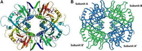 Hprt Protein Structure The Homo Tetramer Structure Of Human Hprt A