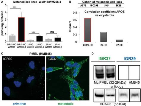 Pmel Monoclonal Antibody Hmb45 Invitrogen Ma5 13232