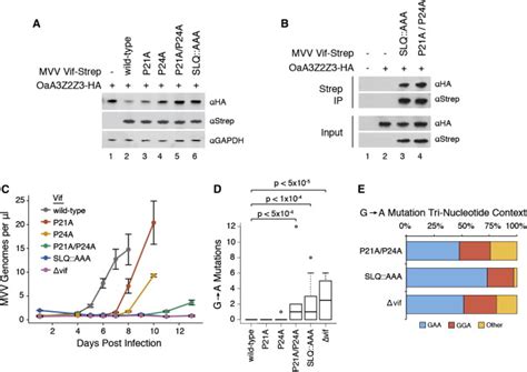 Mvv Vif Mutants Deficient In Cypa Binding Are Deficient In A3
