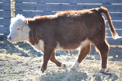 Cattle For Sale Kp Ranch Tekamah Nebraska