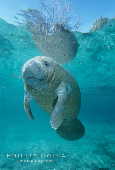 West Indian Manatee