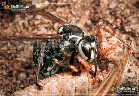 Bald Faced Hornet