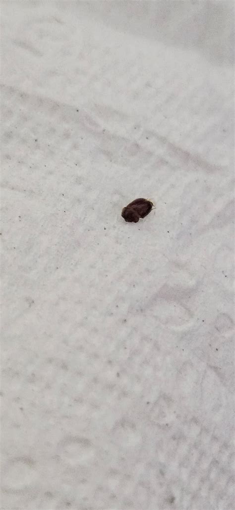What Is This Lil Bug R Whatsthisbug