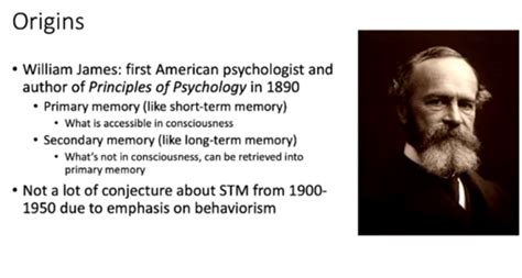 lecture 10 stm and ltm flashcards quizlet