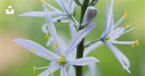 꽃의 클로즈업 사진 Unsplash의 무료 매크로 자연 이미지