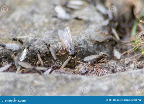 Ant Wedding Flight With Flying Ants Like New Ant Queens And Male Ant With Spreaded Wings Mating