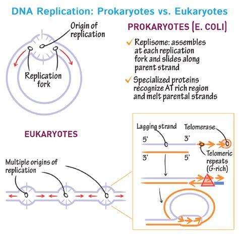 Cell Biology Glossary Dna Replication Ditki Medical And Biological