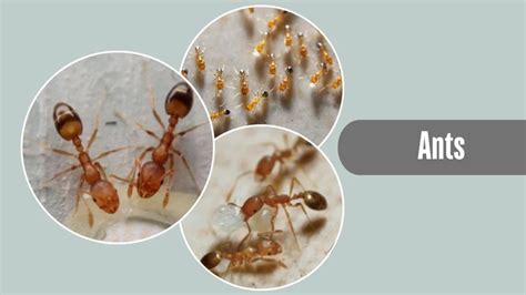 15 Tiny Black Insects Commonly Found In Houses Identification Guide