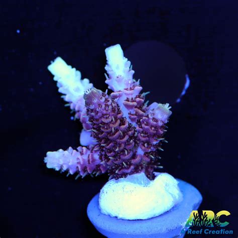 Arc Purple Milli Acro A Reef Creation