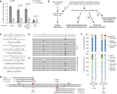 Replication Of Lesion‐containing Plasmids A Replication Efficiency Download Scientific