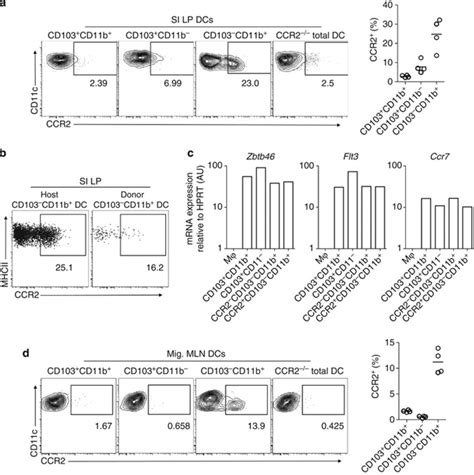 Ccr2 Cd103− Intestinal Dendritic Cells Develop From Dc Committed Precursors And Induce