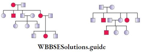 Neet Biology Class 12 Principles Of Inheritance And Variation Notes Wbbse Solutions