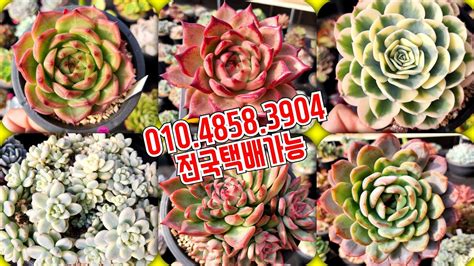 1126 분채배송 ️ 알록이달록이 국민이 한가득~~다져진 아이들이라 단품 좀 있어요 ️ ️ 다육이추천 다육이키우기