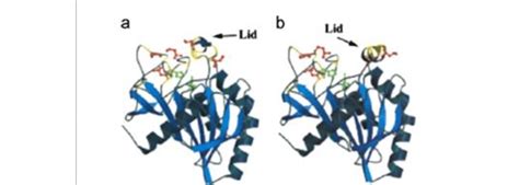 Three Dimensional Structure Of Lipase A Closed Lid B Opened Lid