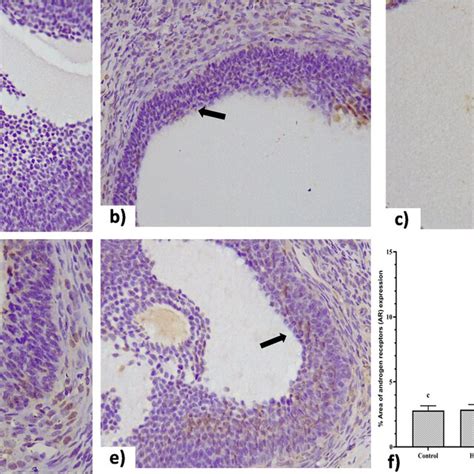 Microscopic Images Show Effect Of Selenium Nanoparticles Senps On The Download Scientific