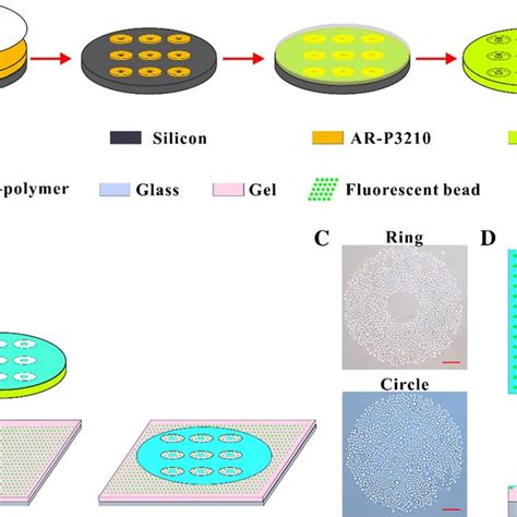 Cell Seeding On The Micropatterned Substrate A Schematic Graph Of The