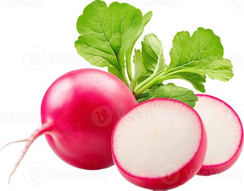 Radish Vegetable Isolated Raphanus Sativus Clipart Few Radish With