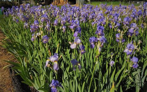 Iris Pallida Alchetron The Free Social Encyclopedia