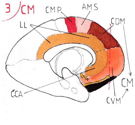 Cortex Préfrontal Et Syndromes Frontaux Aftc Gironde