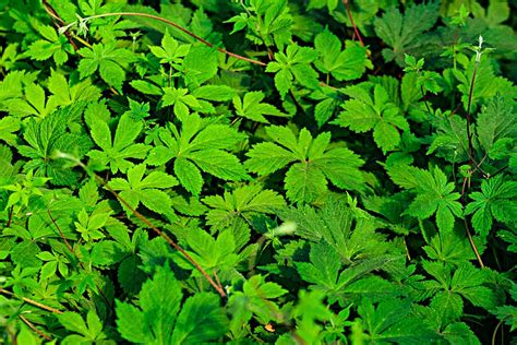 Humulus Scandens In Plant Photography Background Green Plant Poster