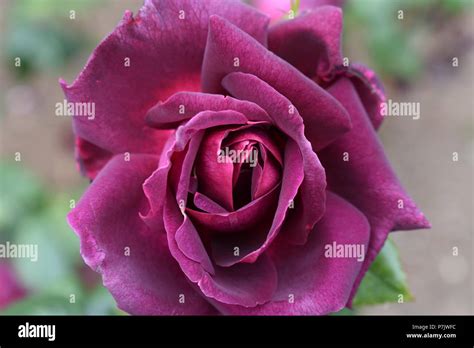 Lila Rose Und Natur Fotos Und Bildmaterial In Hoher Auflösung Alamy