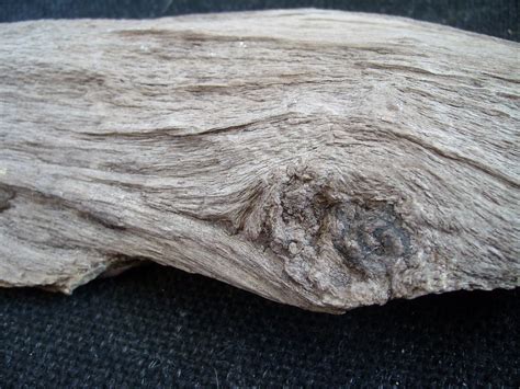 Fossil Finds From J Suttle Swanage Quarries